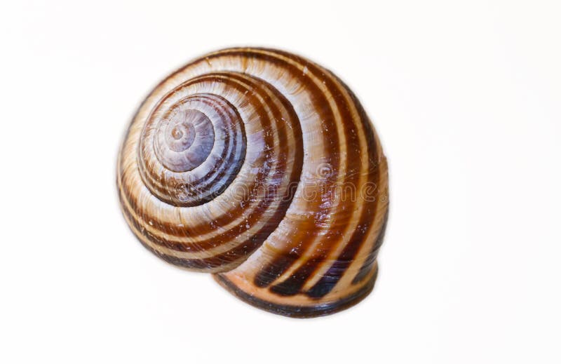 Shell del caracol foto de archivo. Imagen de molusco - 16850074