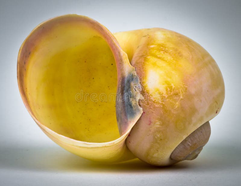 485 Shell Del Caracol En La Playa Fotos de stock - Fotos libres de ...