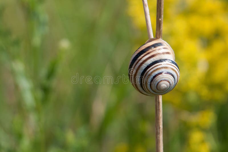 Shell del caracol foto de archivo. Imagen de animales - 40554034