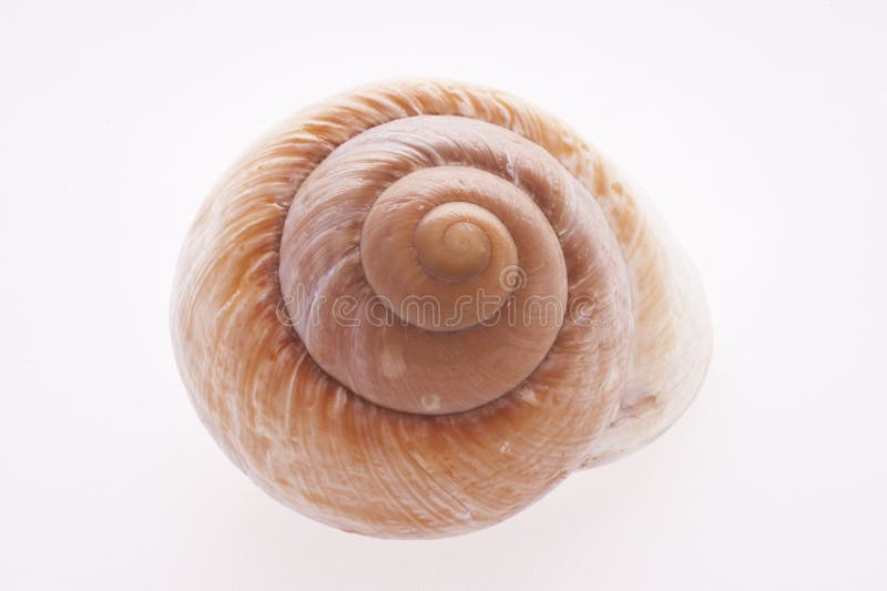 Shell del caracol foto de archivo. Imagen de objeto, criatura - 51550598