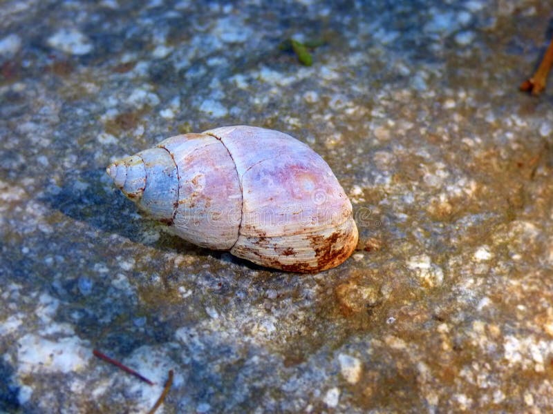 Shell del caracol imagen de archivo. Imagen de caracol - 94279877