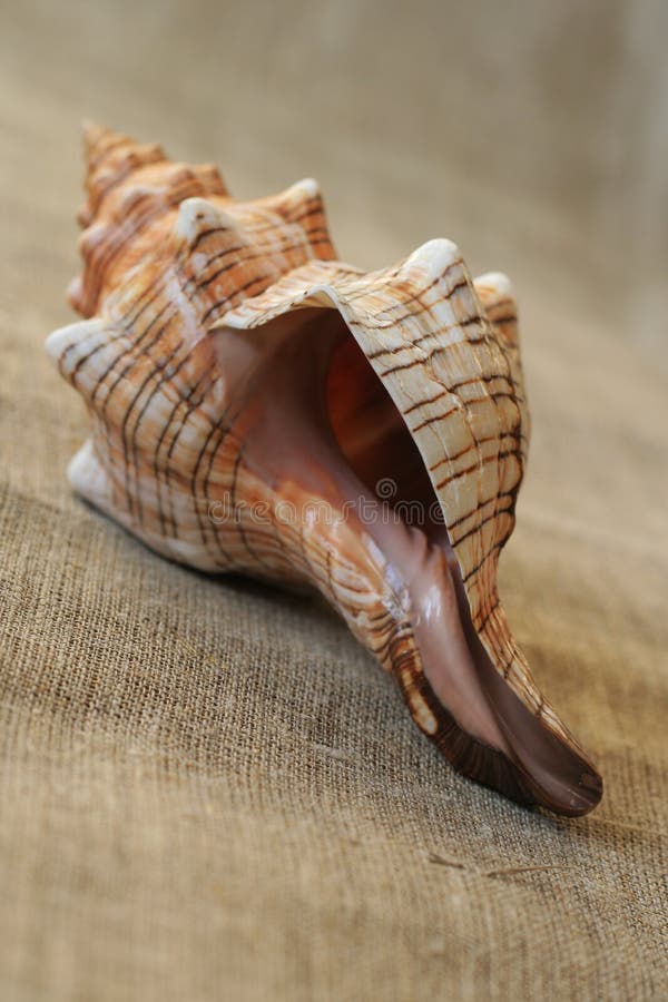 Fondo del Seashell foto de archivo. Imagen de tropical - 9729626