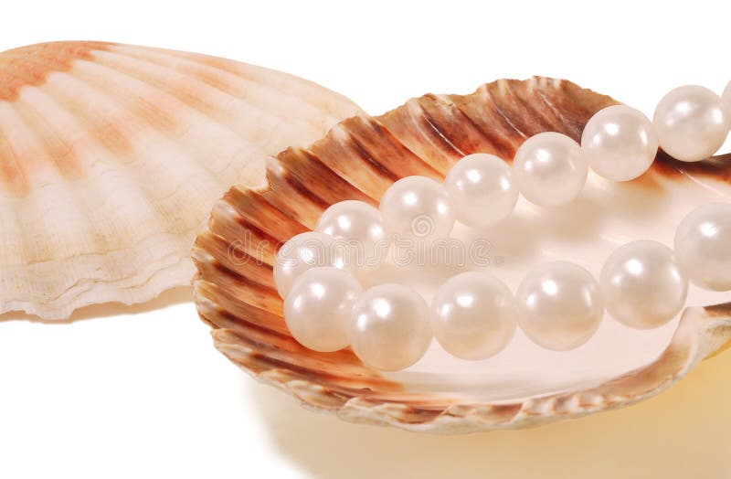 Shell Del Mar Con Perlas Y Una Rosa Imagen de archivo - Imagen de rosa ...