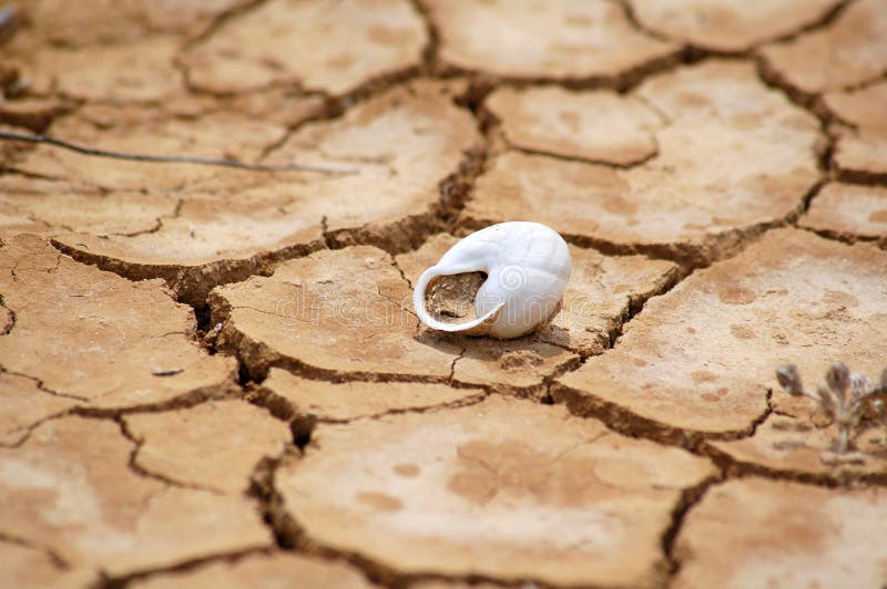Shell on the desert stock image. Image of vacation, shell - 5455151