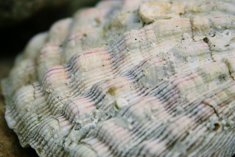Shell details stock photo. Image of bivalve, print, shell - 828294