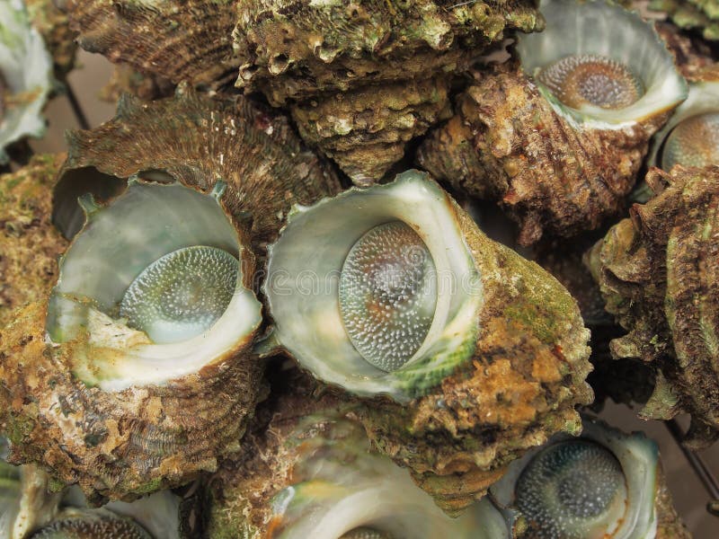 Shell Do Caracol De Mar Do Turbocompressor Imagem de Stock - Imagem de ...