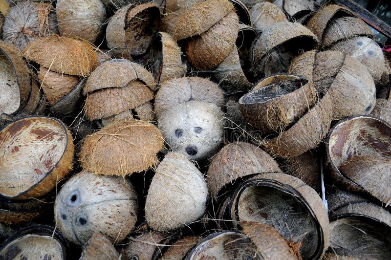 Shell do coco. imagem de stock. Imagem de bronzeado, meio - 32981247