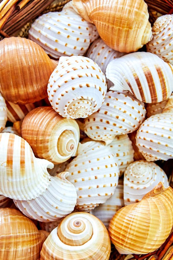 Shell Do Fundo De Cores Diferentes Foto de Stock - Imagem de aéreo ...