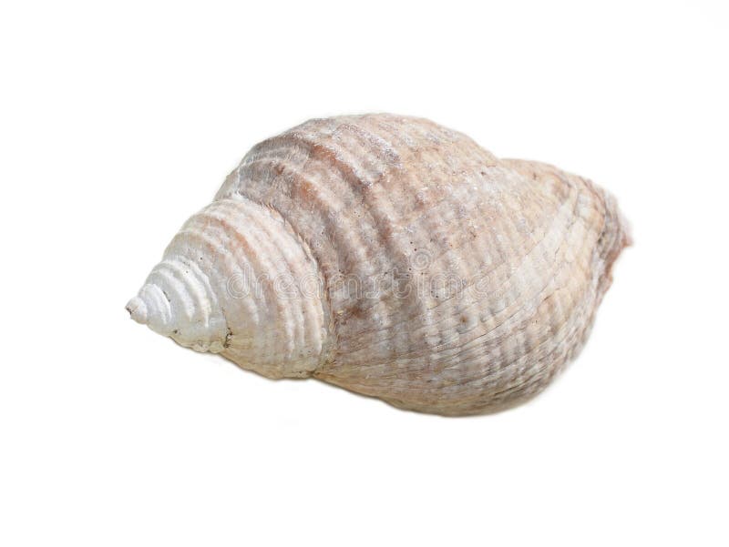 Nucella Lapillus Stock Photos - Free & Royalty-Free Stock Photos from ...