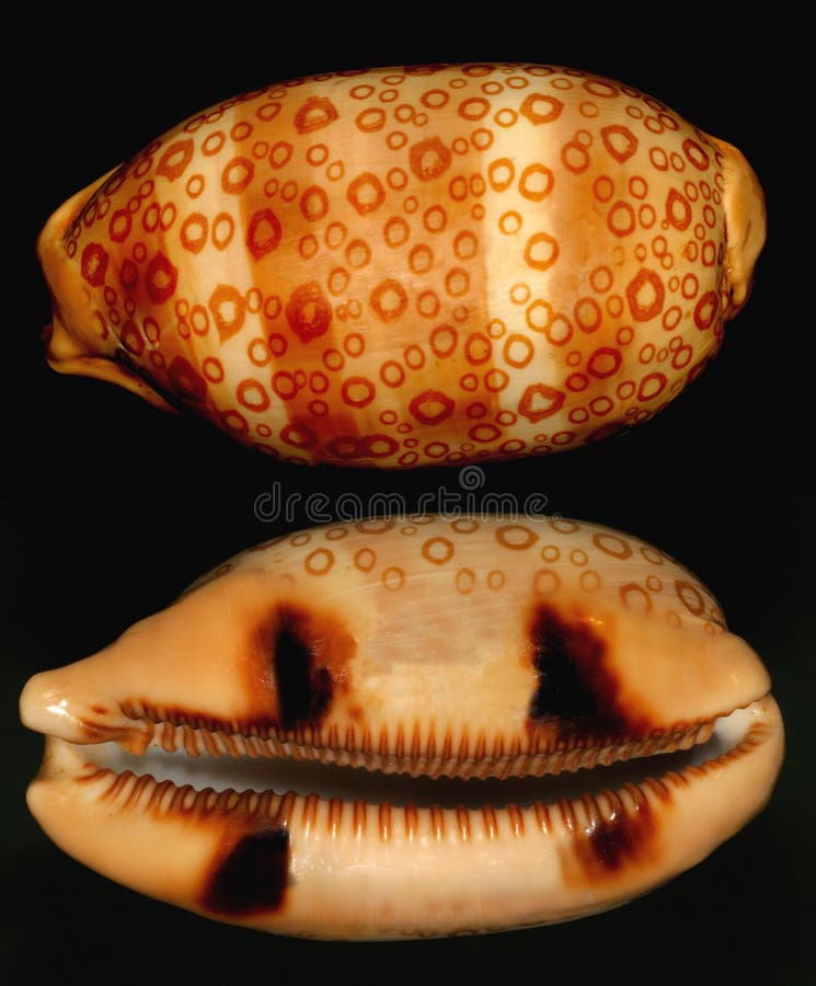 Shell Doted Agradable Del Caracol Foto de archivo - Imagen de agua ...