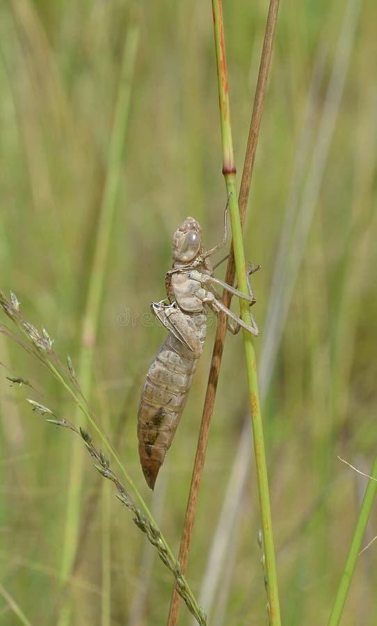 This is the Shell of Dragonfly Stock Image - Image of information ...