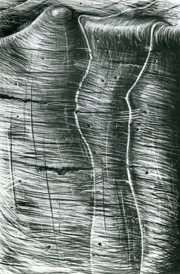 Shell drawing stock image. Image of shell, paper, sketch - 16651495