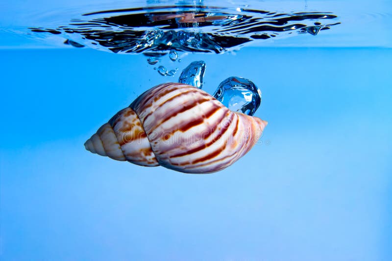 Sea Shell and Water Splash stock photo. Image of shell - 22800416