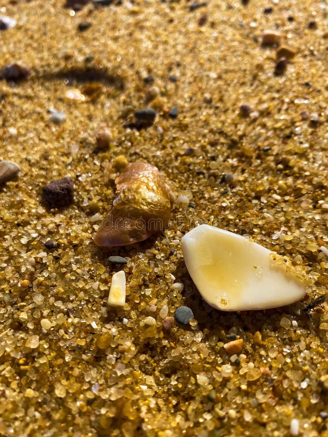 Shell and Drops on the Beach Stock Image - Image of underwater, beach ...