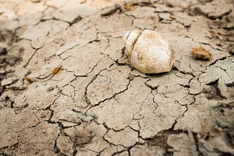 Shell on Dry Ground,effect from Heat , Summer Countryside Stock Photo ...