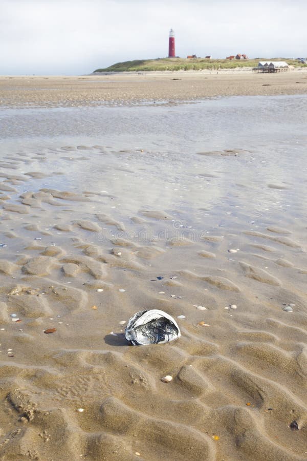 Shell on Dutch Beach with Lighthouse Stock Photo - Image of landscape ...