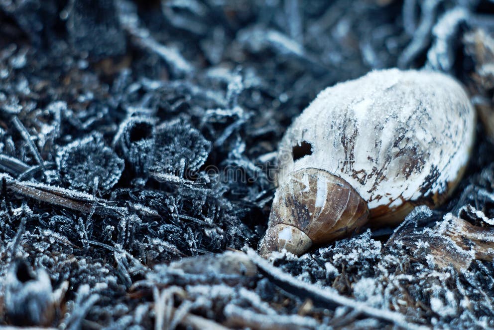 Shell on earth stock photo. Image of rime, shell, concept - 39275326