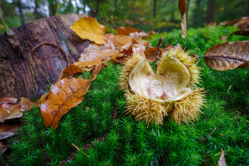Shell of an Edible Chestnut Stock Photo - Image of delicious, shell ...