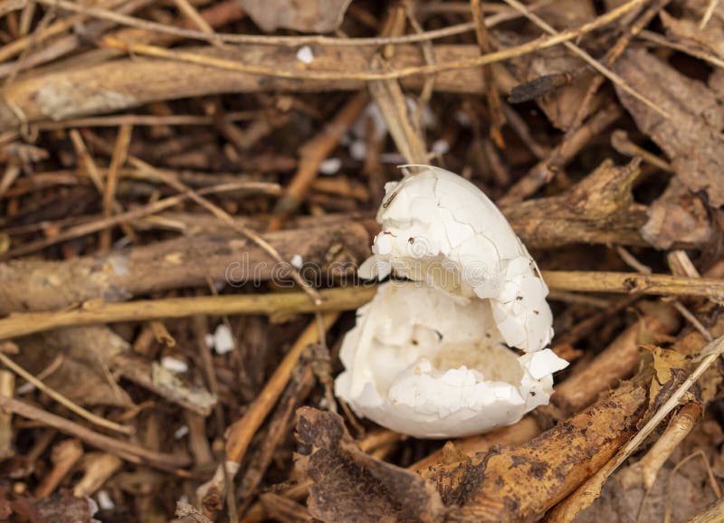 The Shell of the Eggs on the Ground in the Woods Stock Image - Image of ...