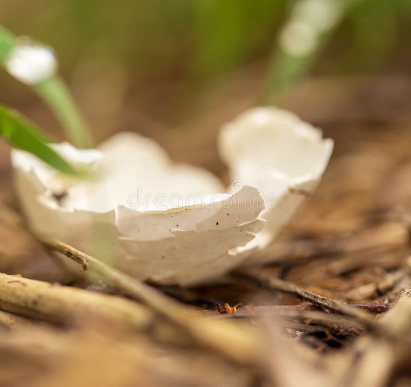 The Shell of the Eggs on the Ground in the Woods Stock Image - Image of ...