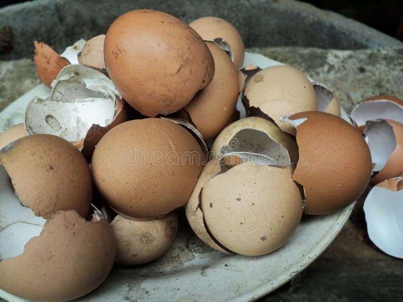 A Shell of an Eggs, with Many Eggs Shells on Old White Plate ...