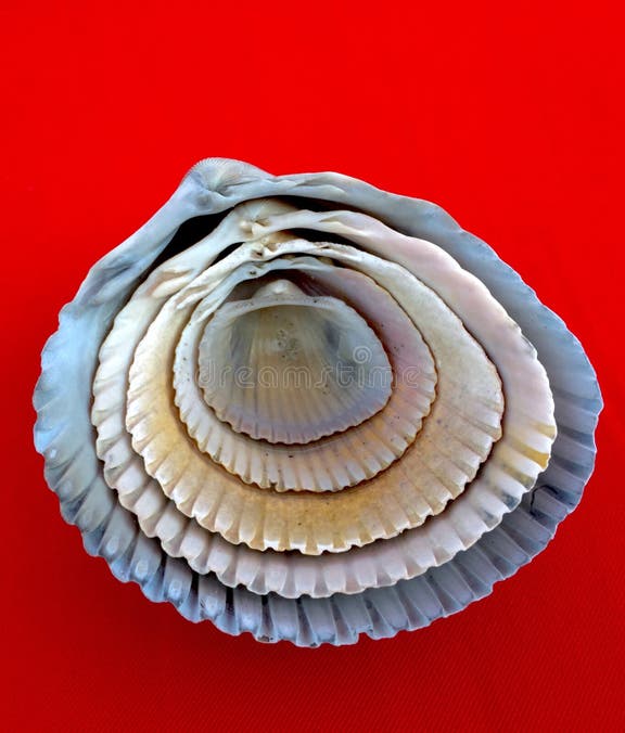 Shell em um shell imagem de stock. Imagem de escudo, praia - 57594421