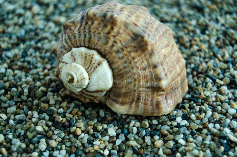 Shell stock photo. Image of shell, organism, pebbles - 55823744