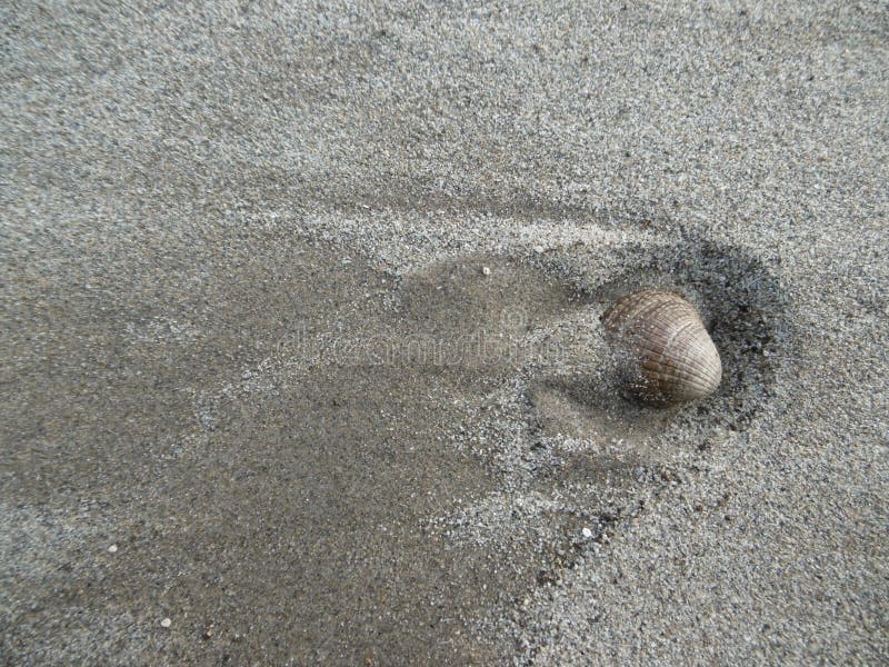 Shell en arena imagen de archivo. Imagen de asoleado - 81749665