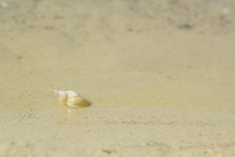 Shell En Arena En El Borde De Las Aguas Foto de archivo - Imagen de ...