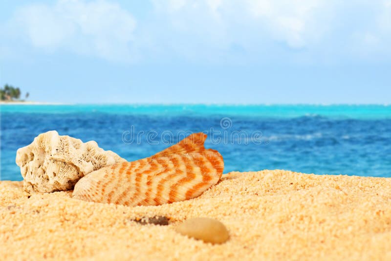 Shell En Koraal Op Het Strand Stock Foto - Image of korrel, achtergrond ...
