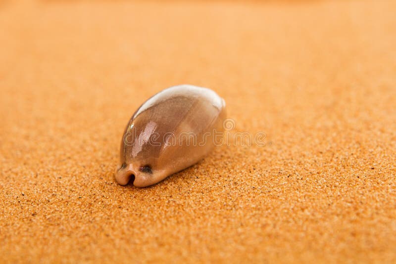 Shell en la arena imagen de archivo. Imagen de texturizado - 30874249