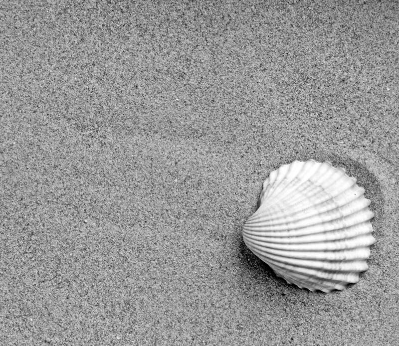 Shell en la arena imagen de archivo. Imagen de retroceder - 37365951