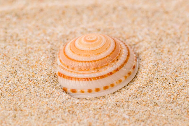 Shell en la arena imagen de archivo. Imagen de arena - 50992621