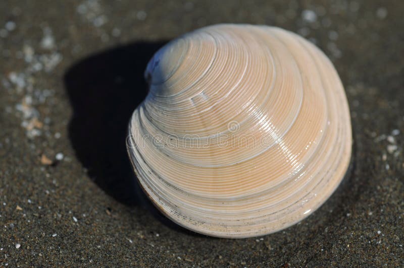 Shell en la arena foto de archivo. Imagen de orilla, flora - 60223908