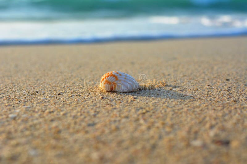Shell En La Arena De La Costa De Mar Imagen de archivo - Imagen de ...