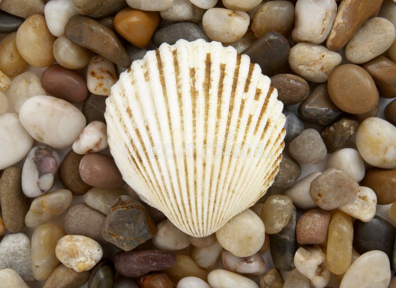 Shell en stenen 1 stock afbeelding. Image of schelp, zand - 7577127