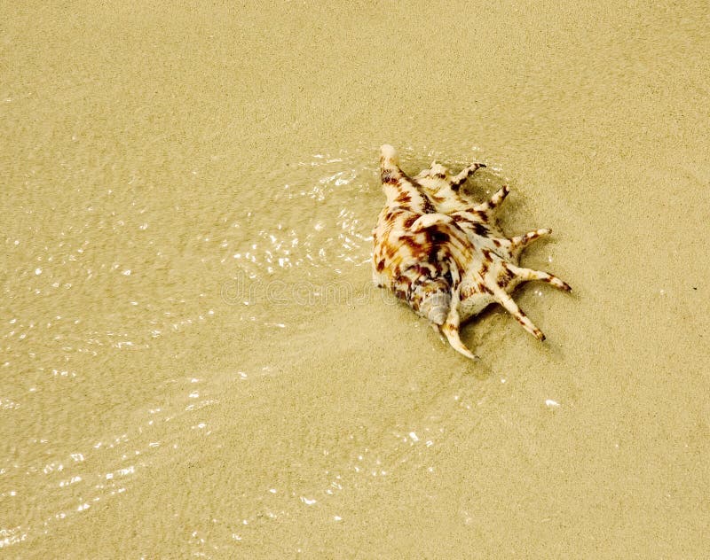 Shell en una arena foto de archivo. Imagen de dorado, vacaciones - 1818318