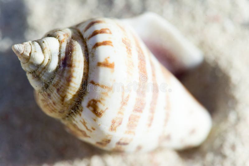 Shell ending on the beach stock photo. Image of harmony - 1969992