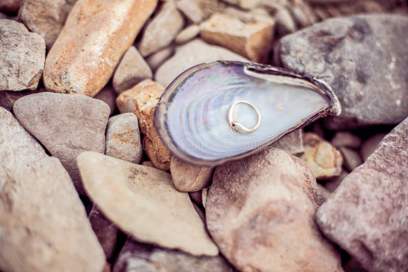 531 Engagement Ring Shell Stock Photos - Free & Royalty-Free Stock ...