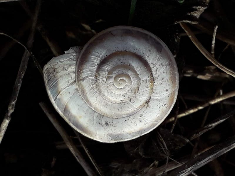 Shell foto de stock. Imagem de caracol, escudo, nave - 139065786