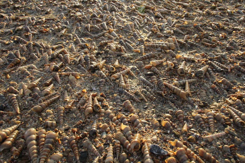 Shell, Escudo Inoperante, Mar Foto de Stock - Imagem de praia, ambiente ...