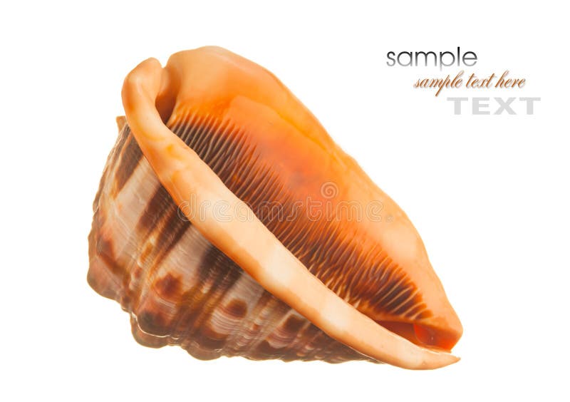 Shell foto de stock. Imagem de marinho, praia, concha - 112371154