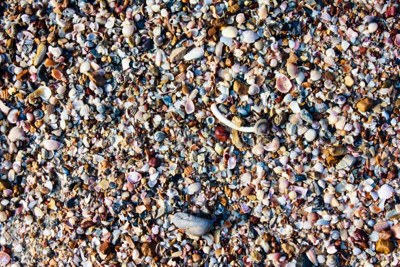 Shell Et Morceaux En Pierre. Photo stock - Image du plage, texture ...