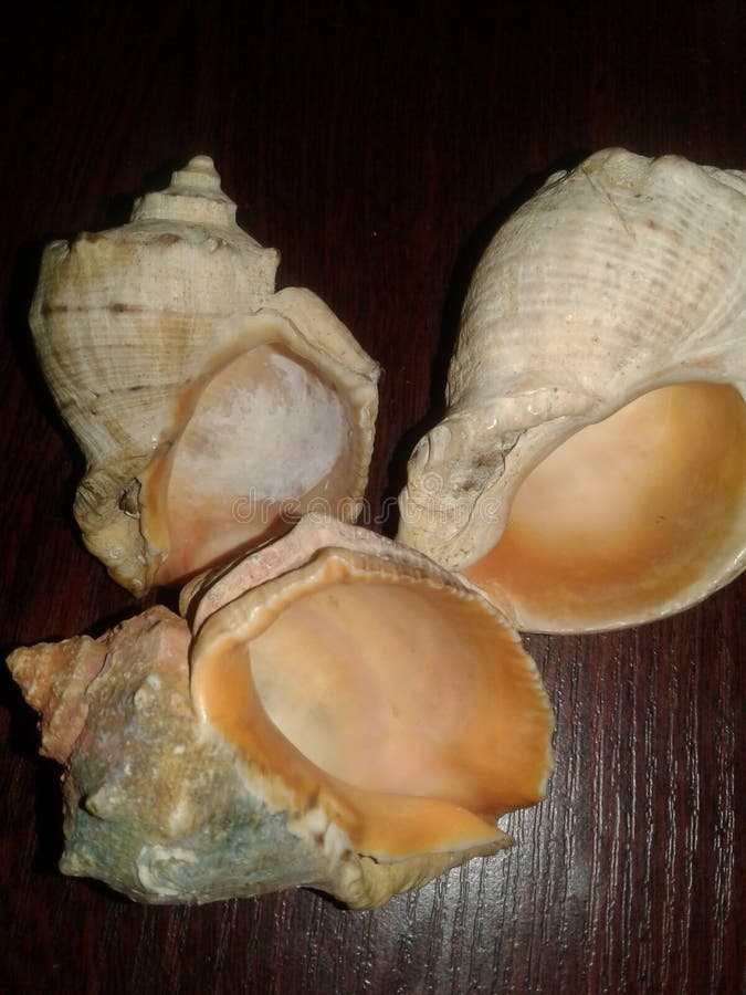 Shell stock photo. Image of scenery, formation, skeletal - 91673782