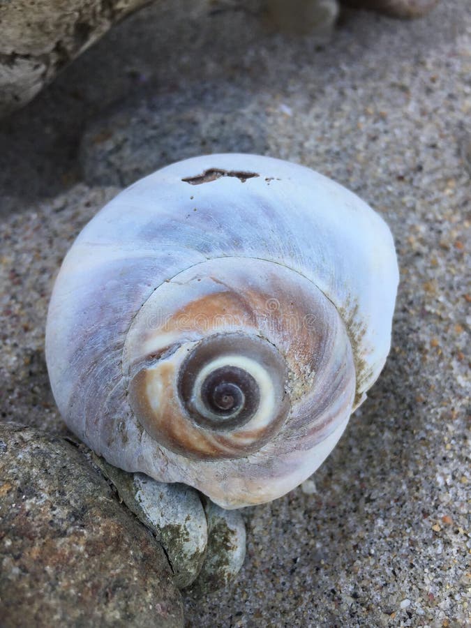 Shell with Eyeball Shape on Front of it, Third Eye Stock Photo - Image ...