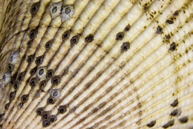 A Shell Fan stock image. Image of converging, lines, texture - 59430731
