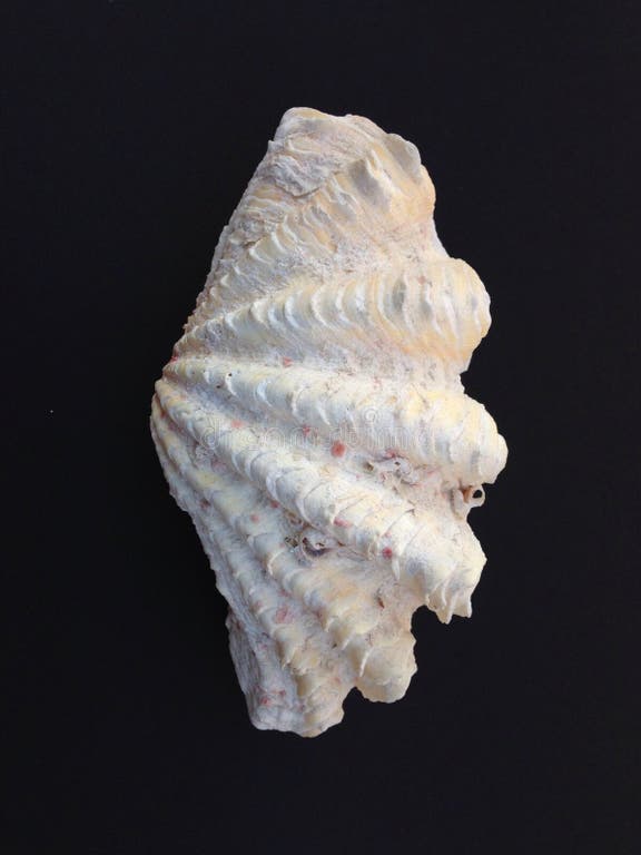 Shell fan stock image. Image of desktop, shell, seabed - 48904499