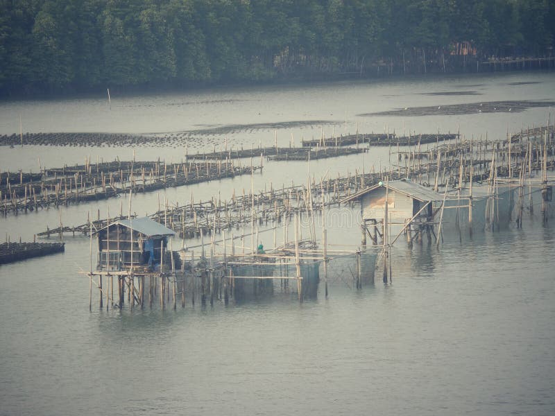 Shell farming stock image. Image of aqua, shell, nature - 49856539
