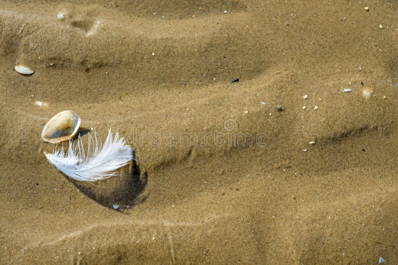 Shell and feather stock image. Image of closeup, pattern - 40523149