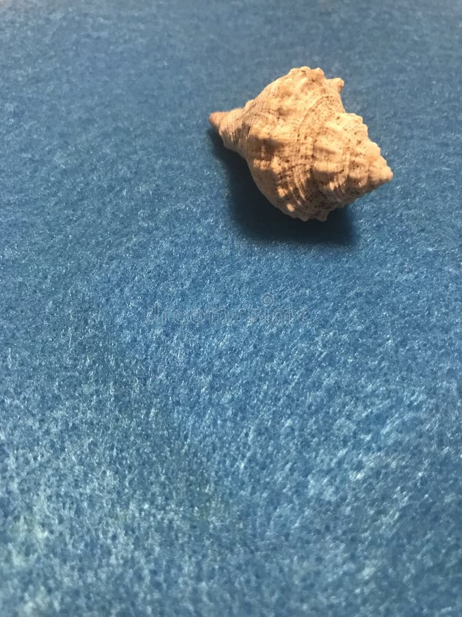 Shell on felt stock image. Image of felt, blue, electric - 93776039